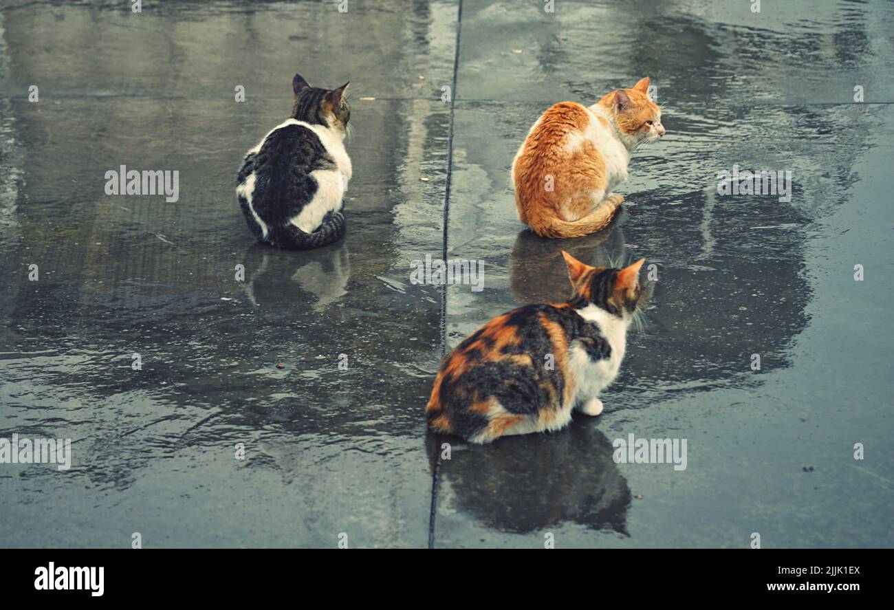 Wet cats hi-res stock photography and images - Alamy