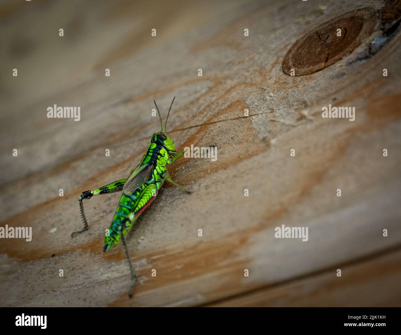 Green mountain grasshopper, Alpine mountain locust (Miramella alpina ...
