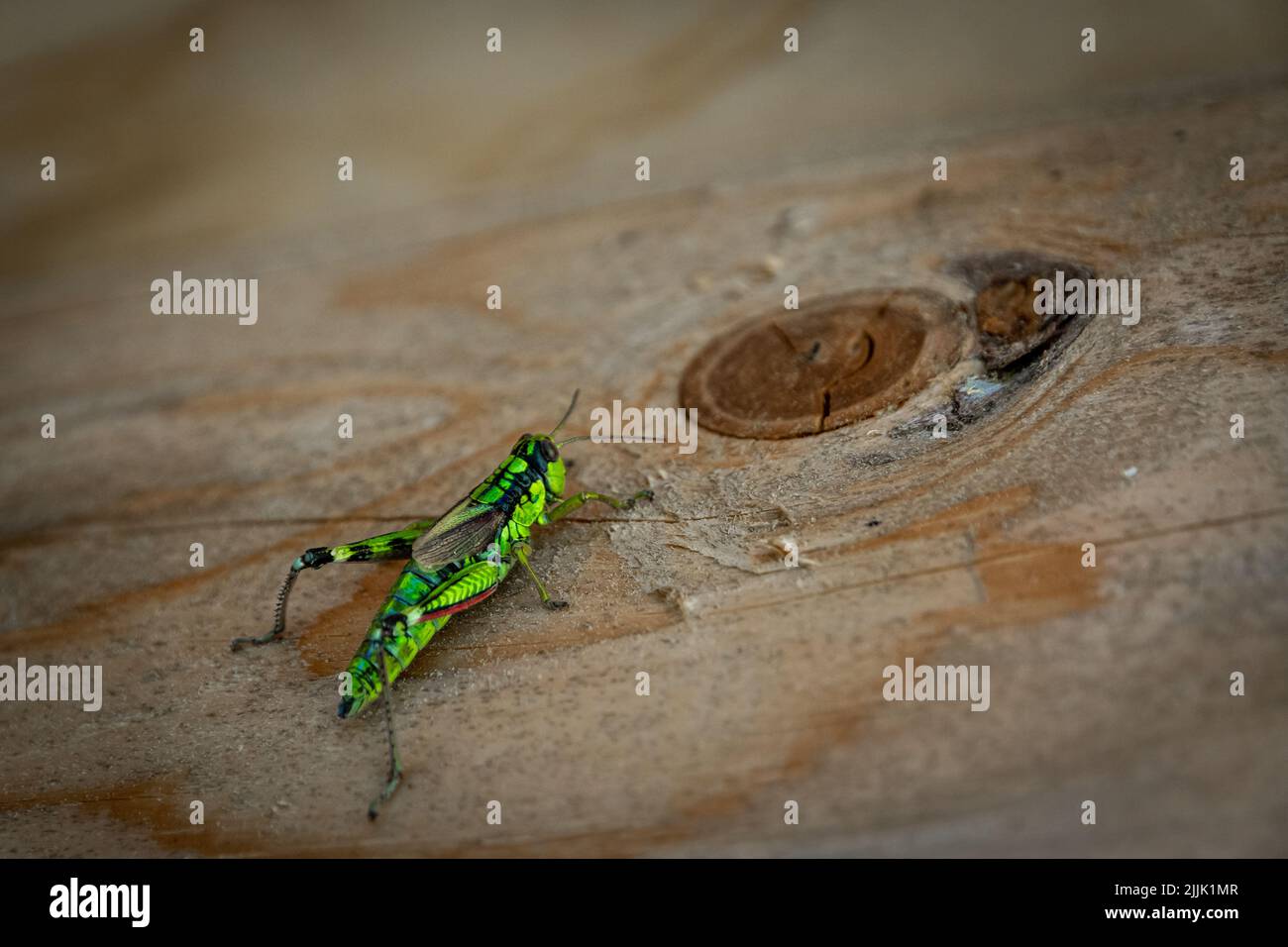 Green mountain grasshopper, Alpine mountain locust (Miramella alpina ...
