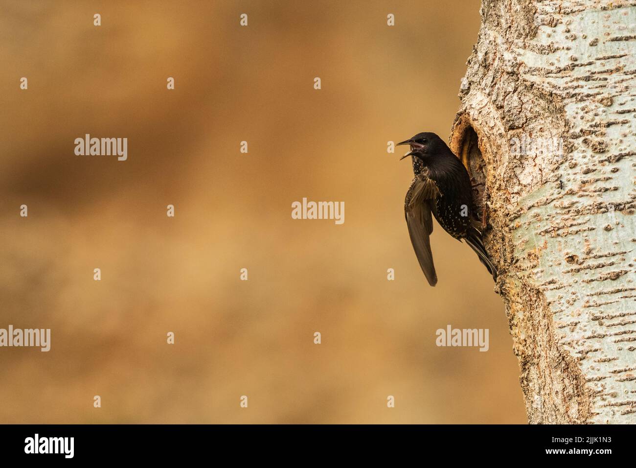 naturalA starling nesting in a tree hole / beautiful Stock Photo - Alamy naturalA starling nesting in a tree hole / beautiful Stock Photo - Alamy