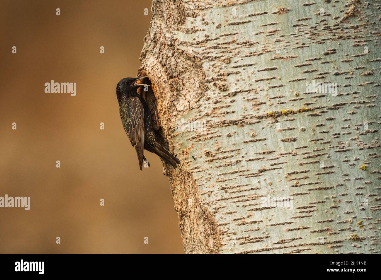 naturalA starling nesting in a tree hole / beautiful Stock Photo - Alamy naturalA starling nesting in a tree hole / beautiful Stock Photo - Alamy