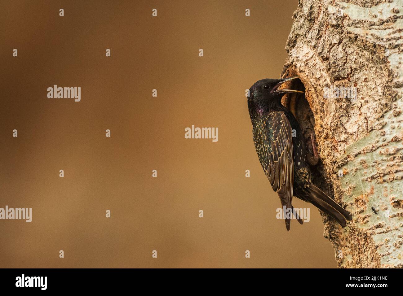 naturalA starling nesting in a tree hole / beautiful Stock Photo - Alamy