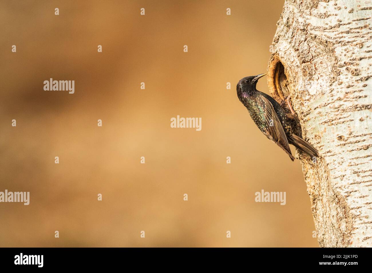 naturalA starling nesting in a tree hole / beautiful Stock Photo - Alamy