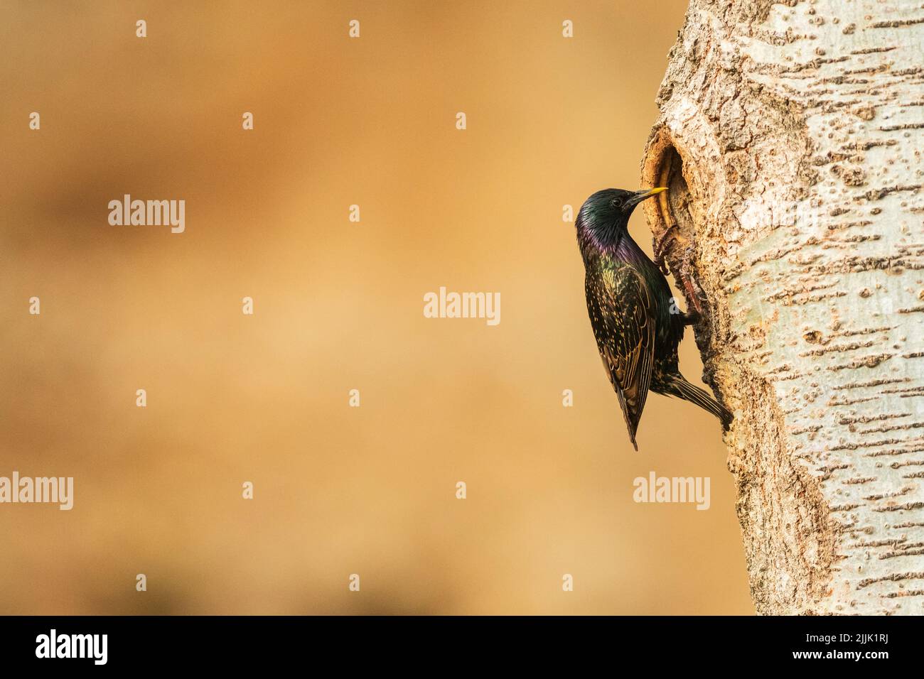 naturalA starling nesting in a tree hole / beautiful Stock Photo - Alamy naturalA starling nesting in a tree hole / beautiful Stock Photo - Alamy