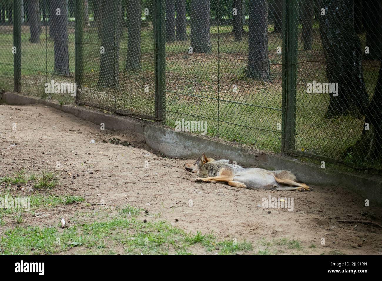 Wolf in the enclosure of Belovezhskaya Pushcha. Lies on the sand Stock ...