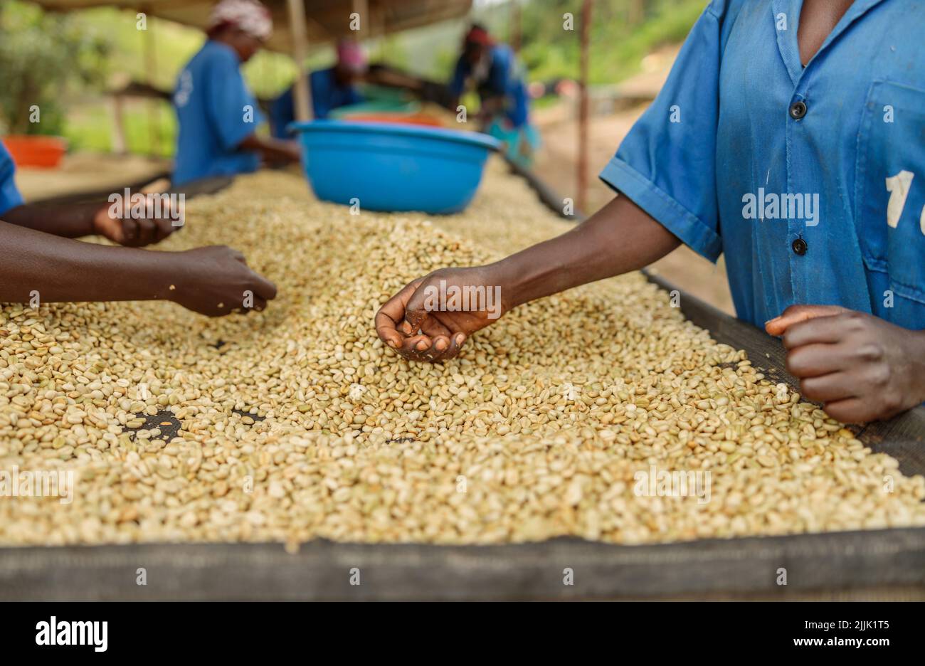 Female workers sorting coffee beans at the farm Stock Photo - Alamy