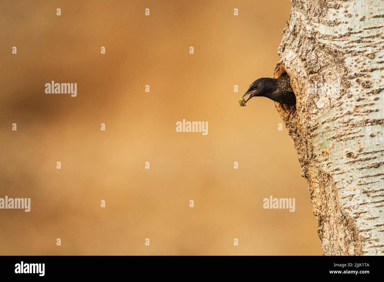 naturalA starling nesting in a tree hole / beautiful Stock Photo - Alamy naturalA starling nesting in a tree hole / beautiful Stock Photo - Alamy