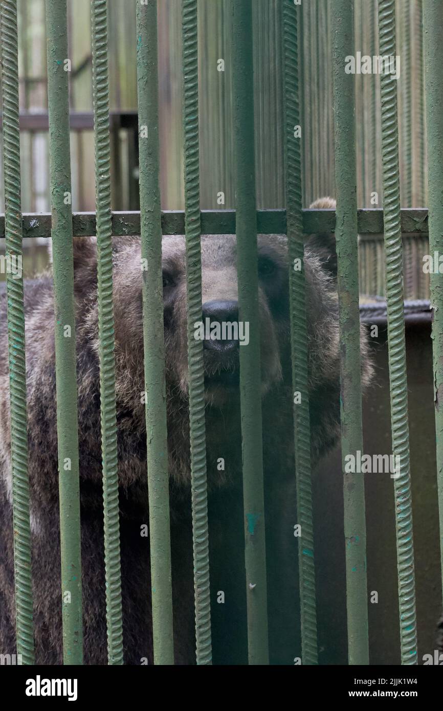 Bear enclosures hi-res stock photography and images - Alamy