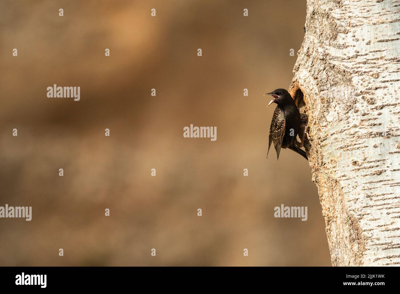 naturalA starling nesting in a tree hole / beautiful Stock Photo - Alamy naturalA starling nesting in a tree hole / beautiful Stock Photo - Alamy