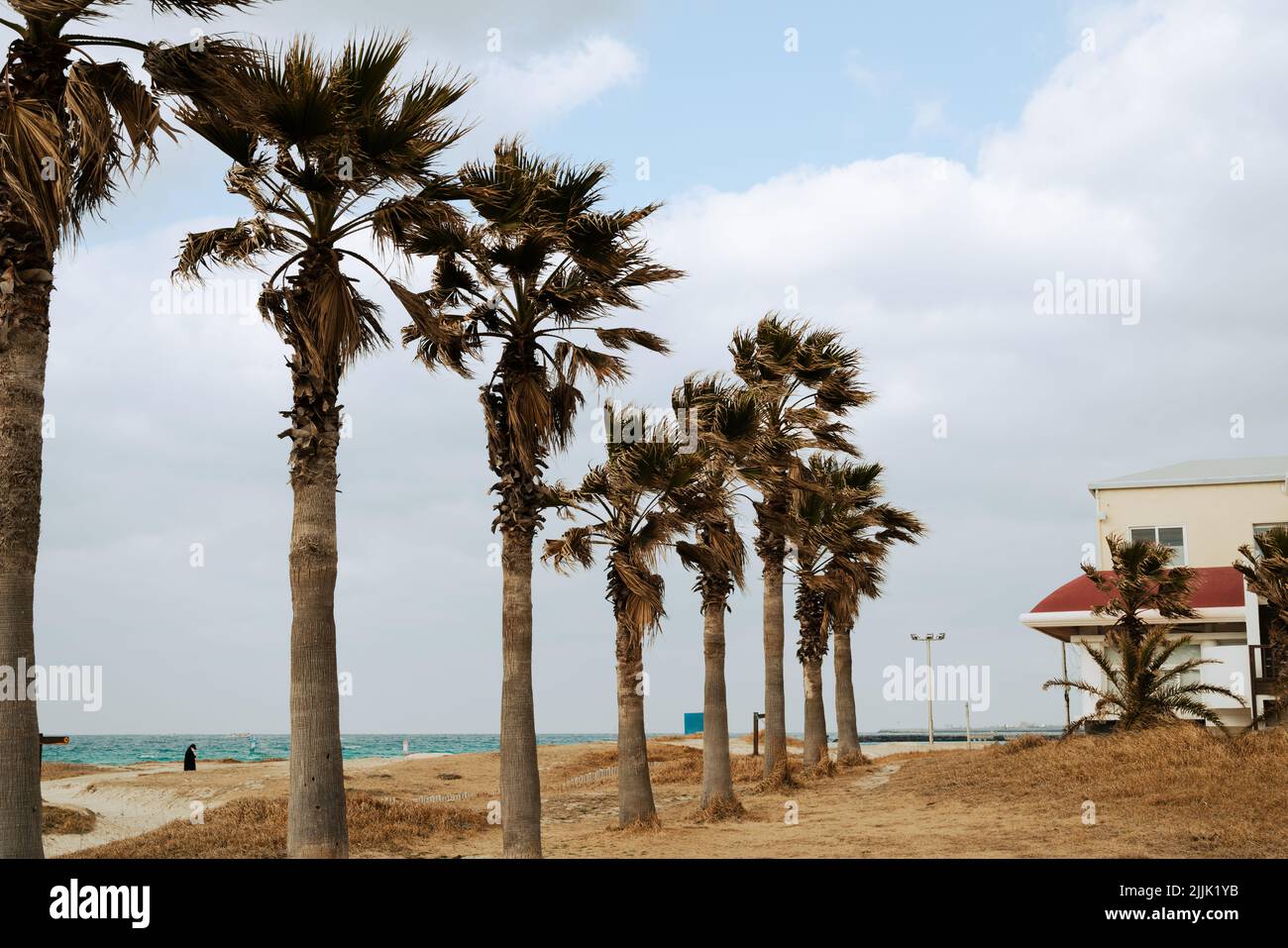 Hyeopjae Beach with palm tree in Jeju island, Korea Stock Photo - Alamy