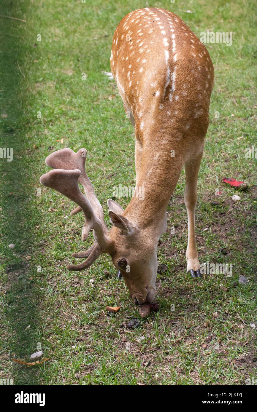 Spotted deer in the enclosure of Belovezhskaya Pushcha. They walk ...