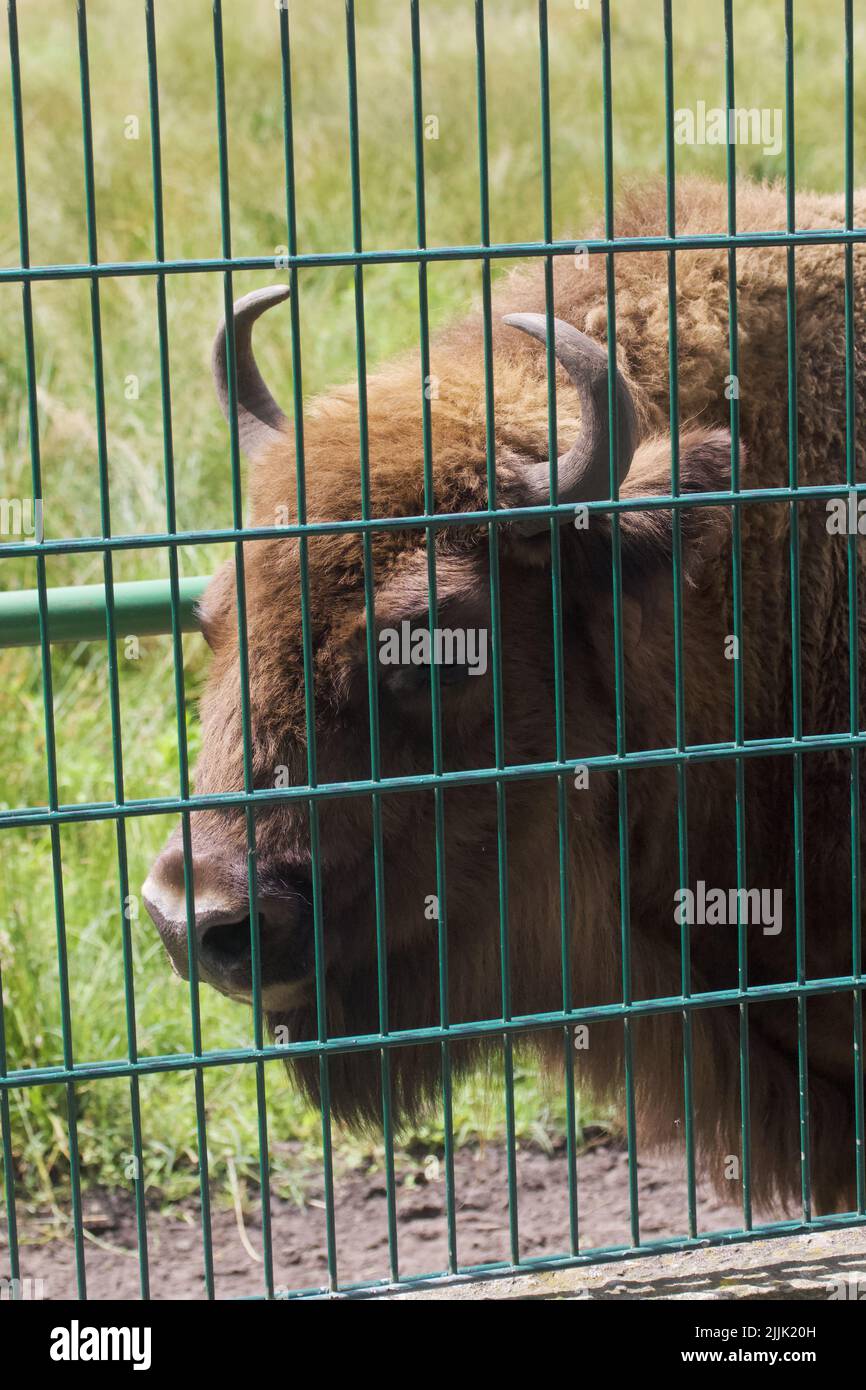 A young bison in an enclosure in Belovezhskaya Pushcha. The head of a ...