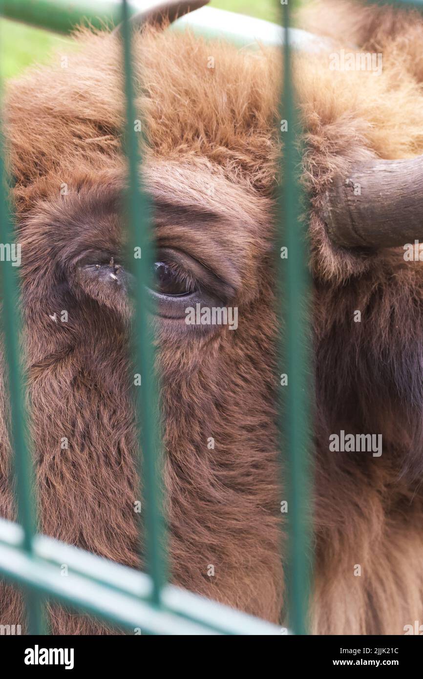A young bison in an enclosure in Belovezhskaya Pushcha. The head of a ...