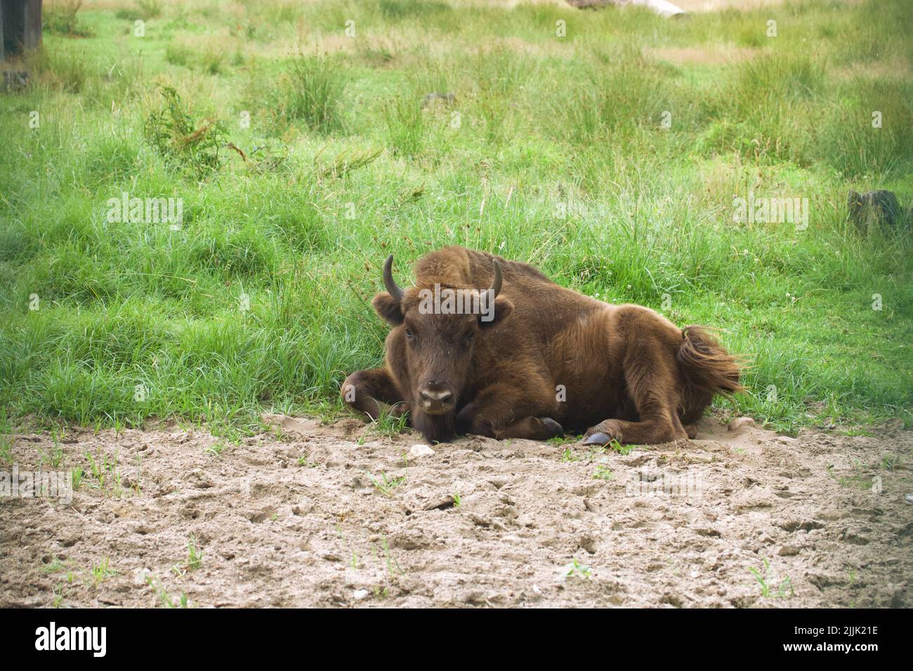 Bison enclosure animal fence grass hi-res stock photography and images ...