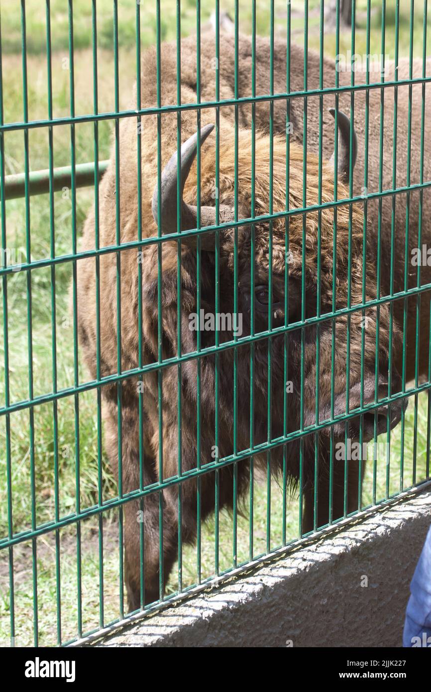 A young bison in an enclosure in Belovezhskaya Pushcha. The head of a ...