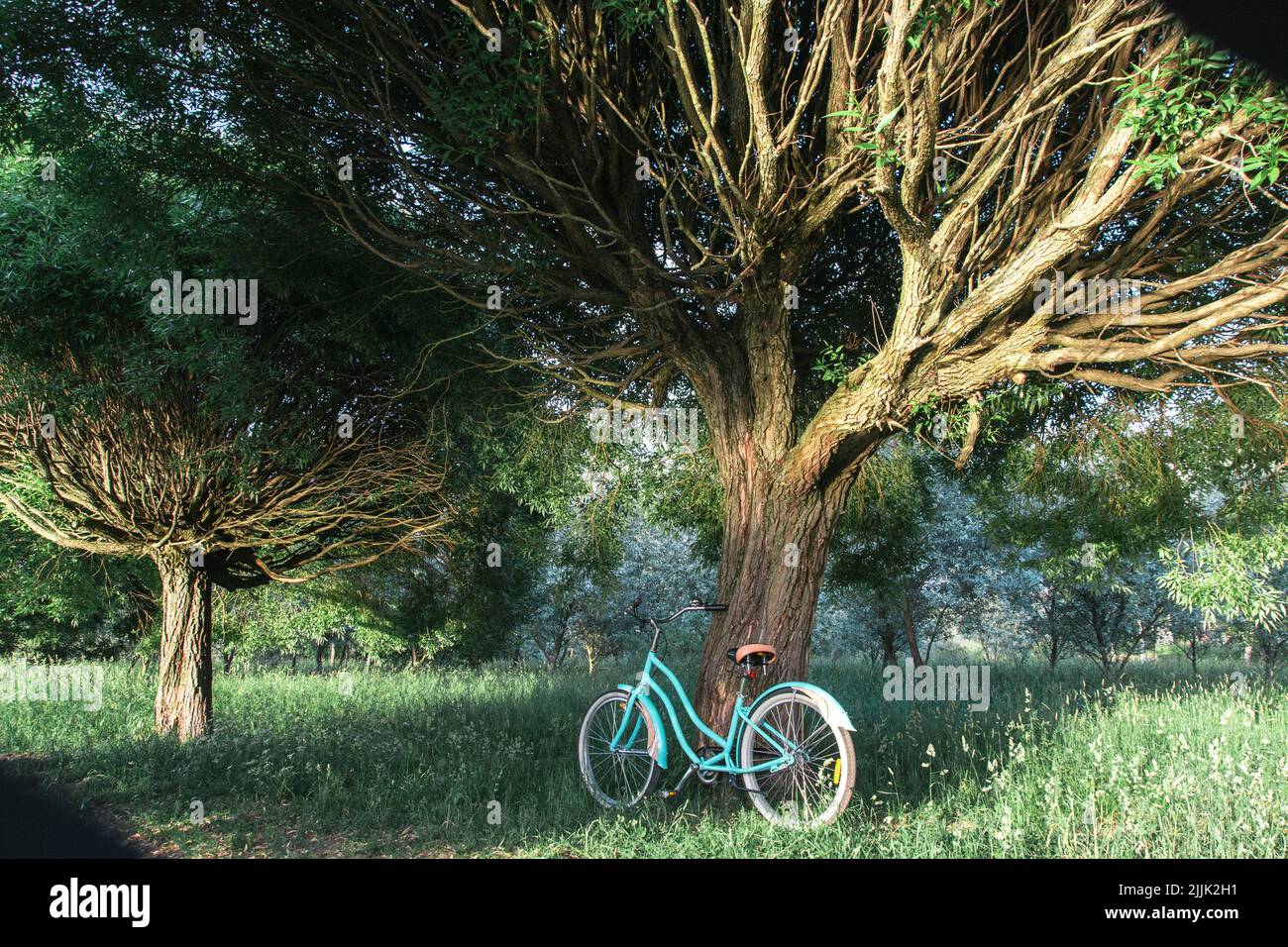 A blue cruiser bicycle stands under a tree Stock Photo - Alamy