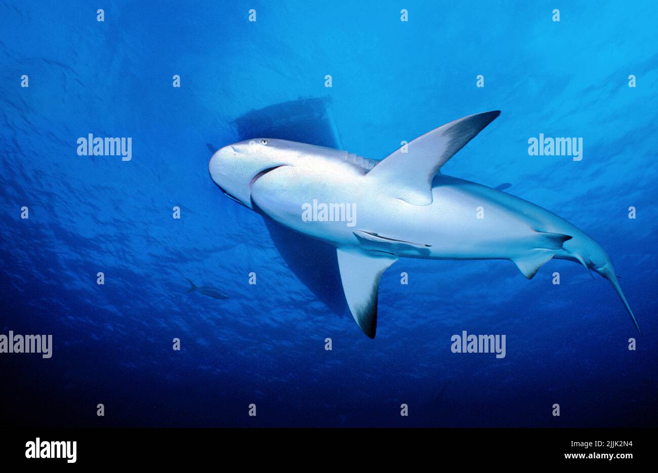 Shark under the boat hi-res stock photography and images - Alamy