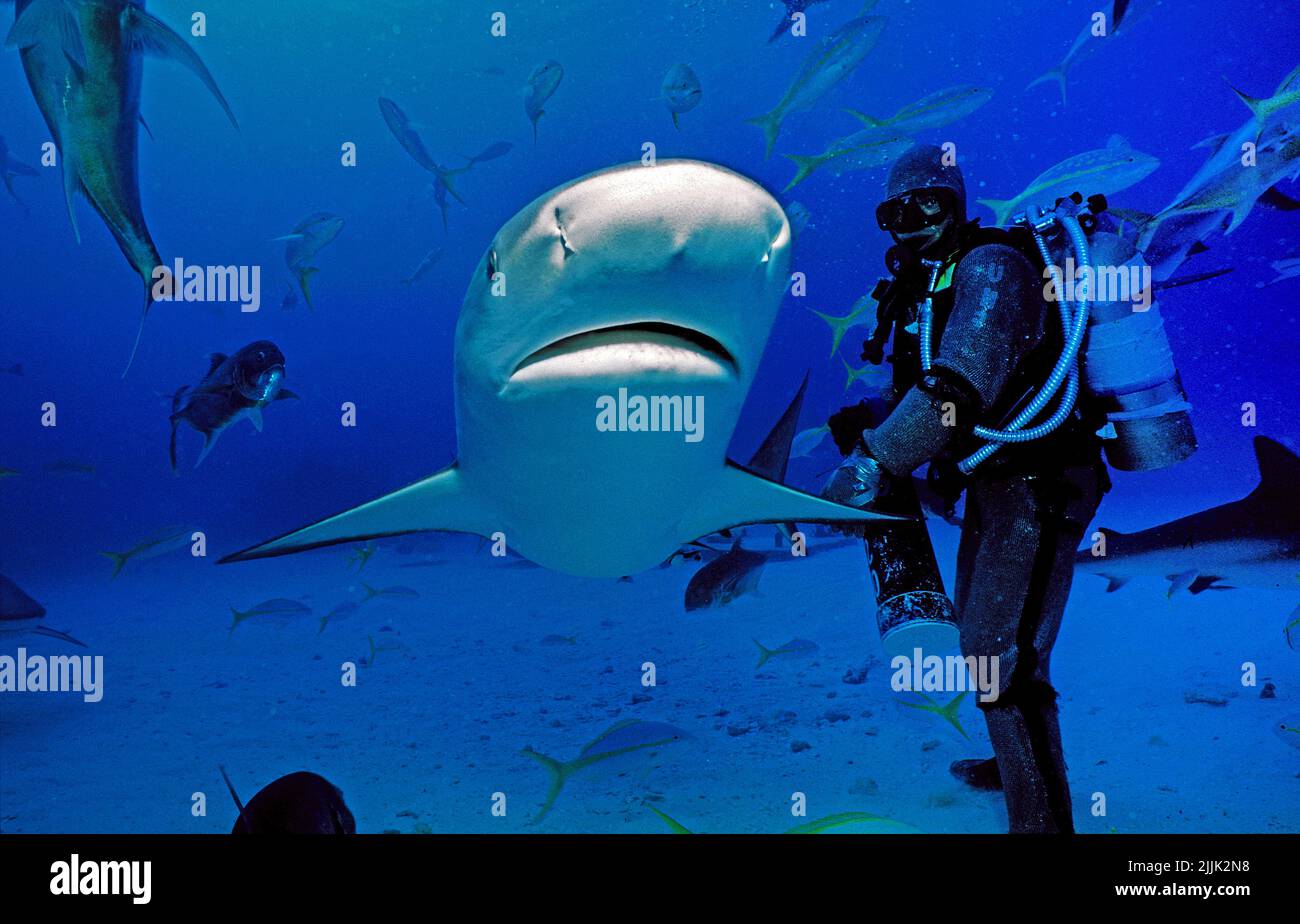 Karibischer Riffhai (Carcharhinus perezi), Taucher mit Kettenanzug bei ...