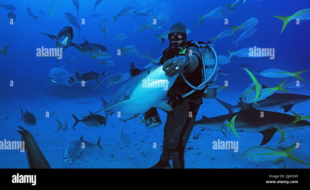 Caribbean Reef Sharks (Carcharhinus perezi), shark handler wit a chain ...