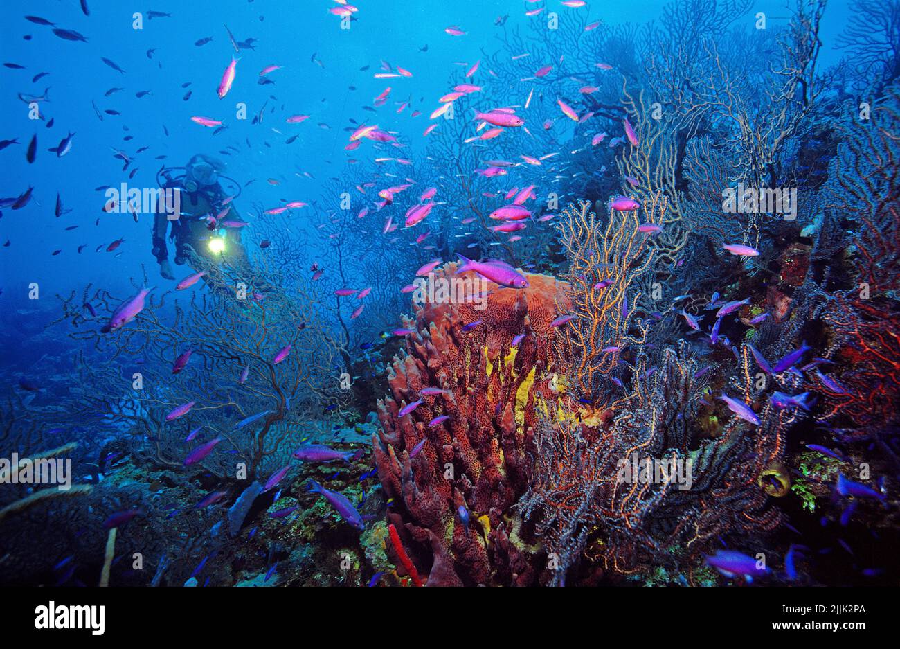 Buntes karibisches Korallenriff, Kreolen-Lippfische (Clepticus parrae ...