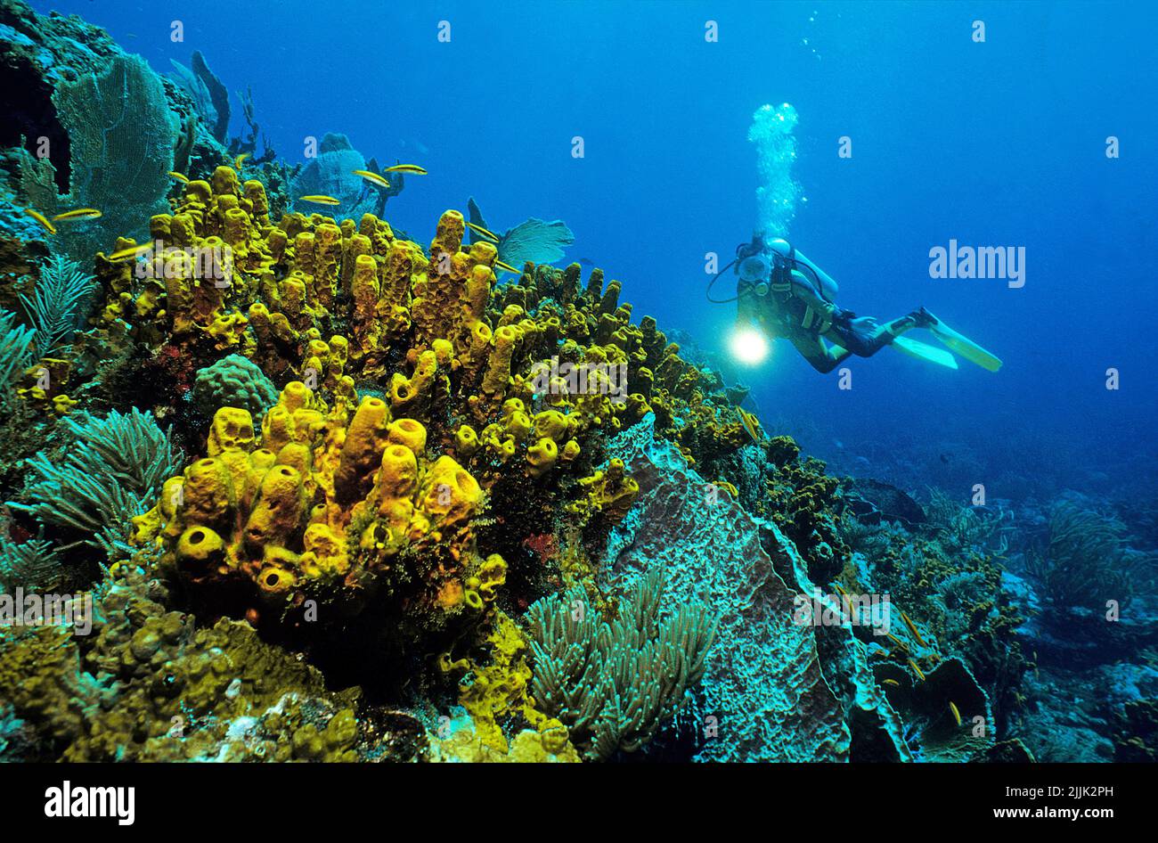 Scuba diver at Yellow tube sponges (Aplysina fistularis) in a caribbean ...