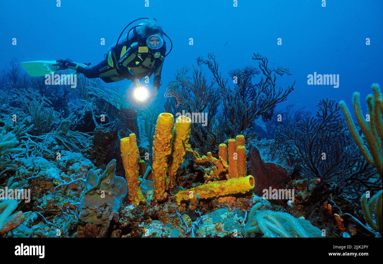 Scuba diver looks on a Stove-pipe sponge (Aplysina archeri) in a ...