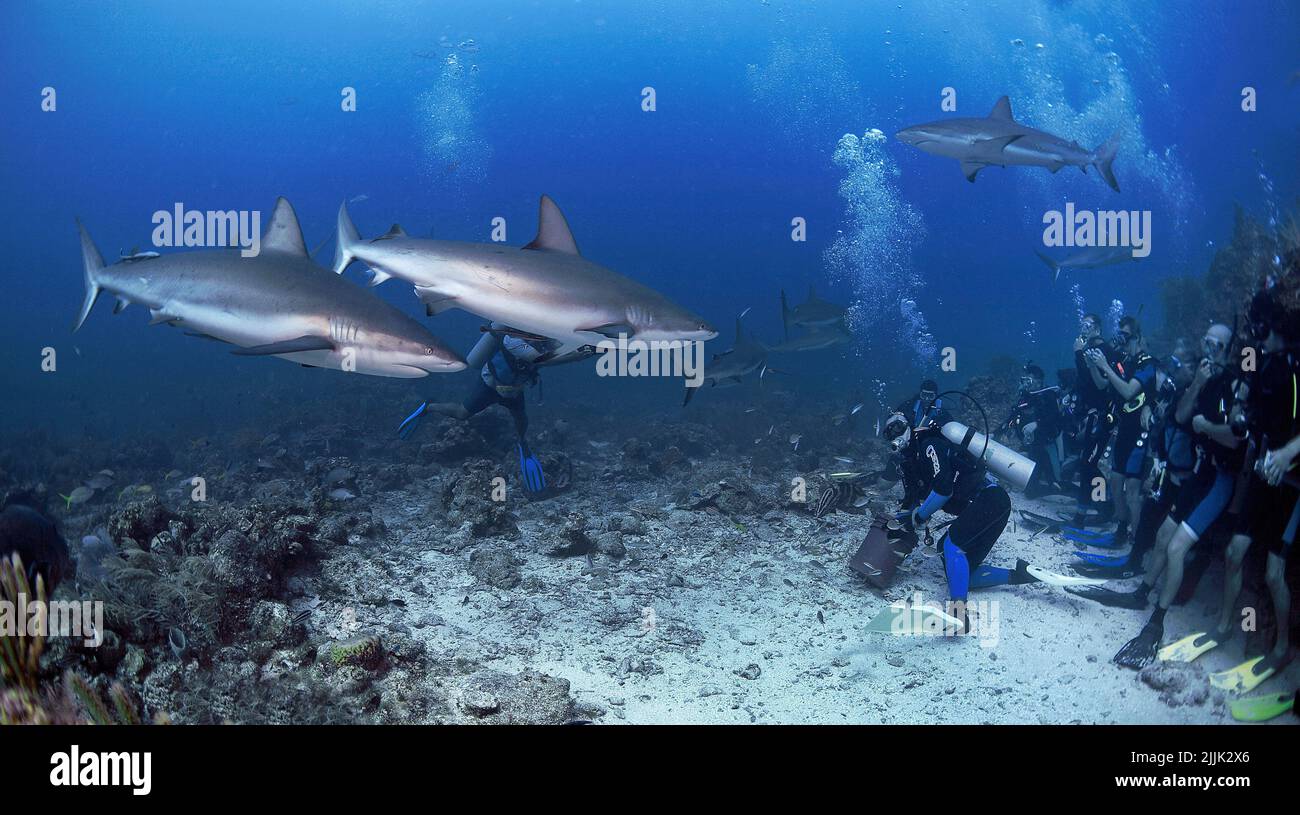 Karibischer Riffhaie (Carcharhinus perezi) und Taucher bei einer ...