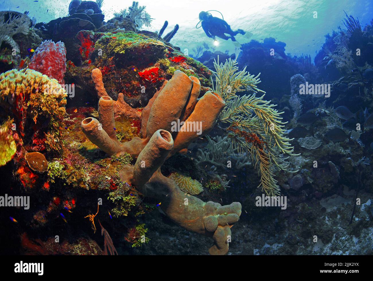 Scuba diver looks on a Stove-pipe sponge (Aplysina archeri) in a ...