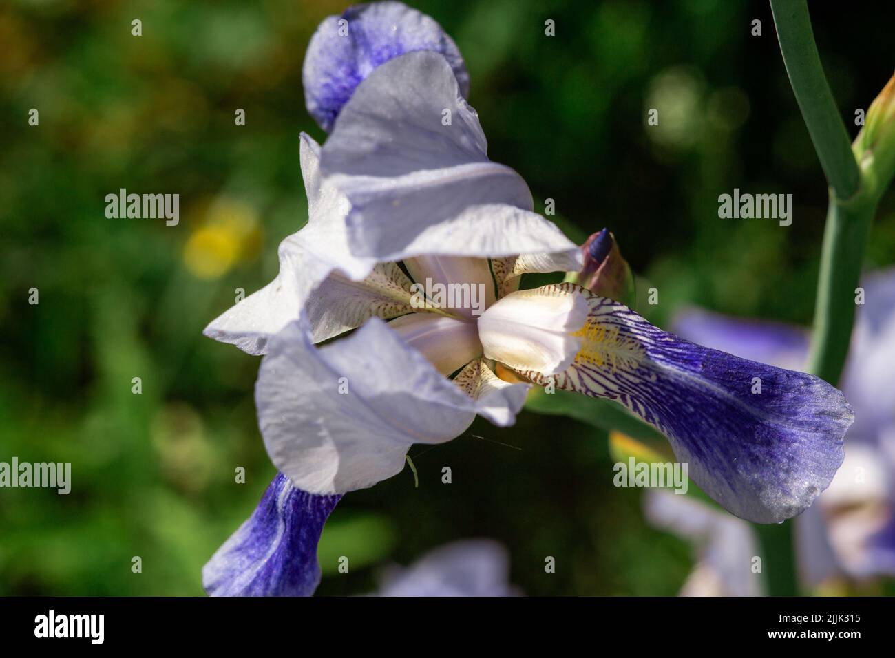 Blue dacha hi-res stock photography and images - Alamy