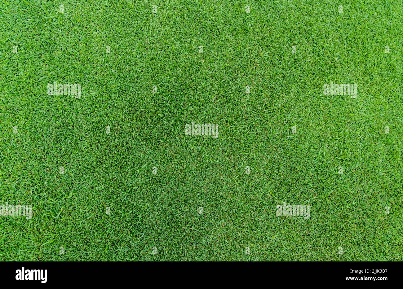 Green grass texture background. Golf course grass. Top view of green ...