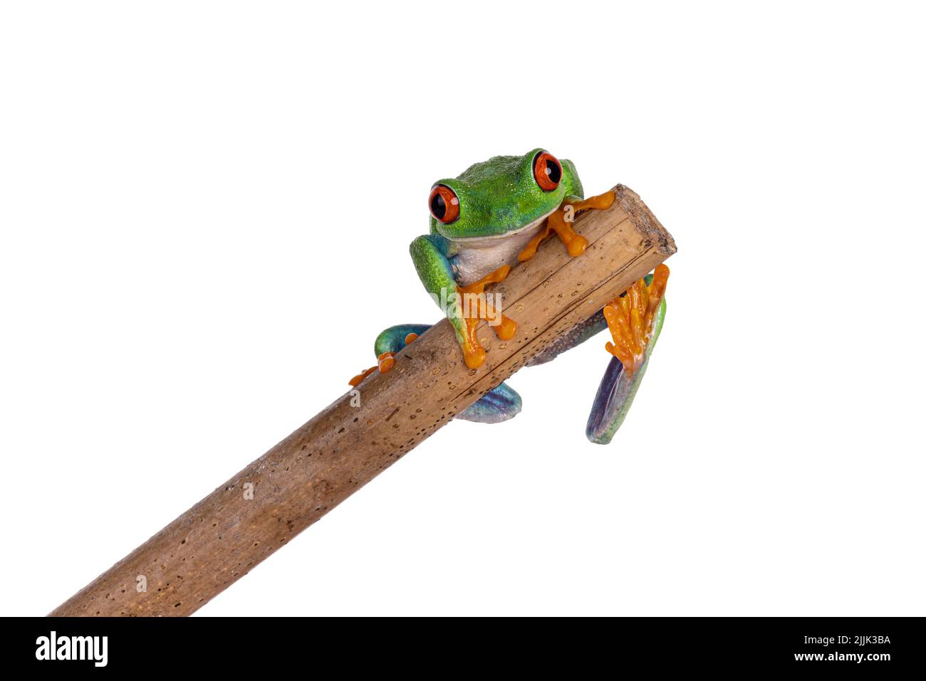 Vibrant Red-eyed tree frog aka Agalychnis callidryas, sitting facing ...