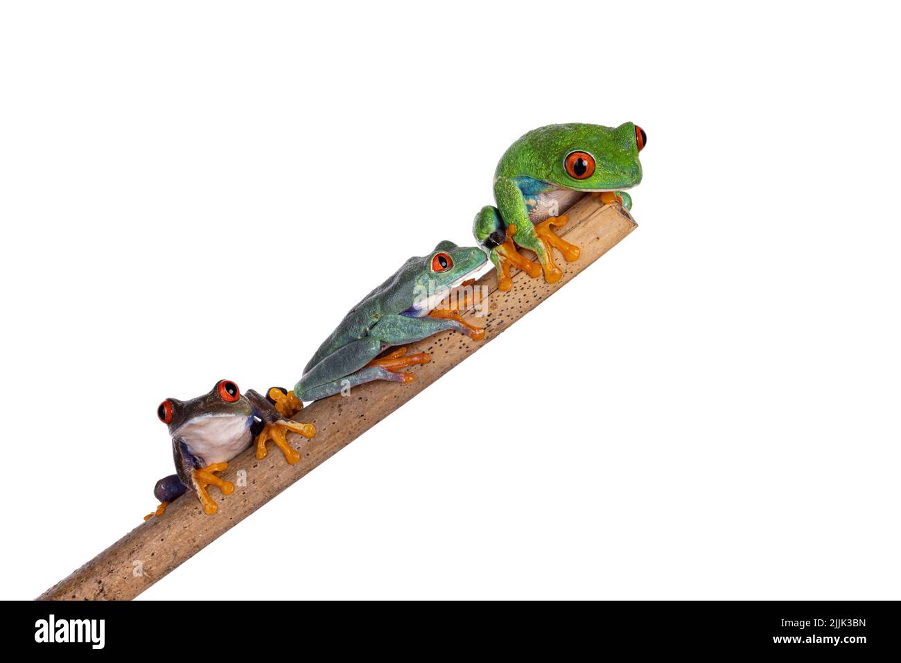 Three Red-eyed tree frogs aka Agalychnis callidryas, sitting on wooden ...