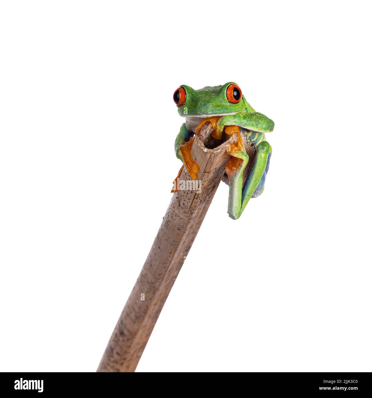 Rainforest edge Cut Out Stock Images & Pictures - Alamy