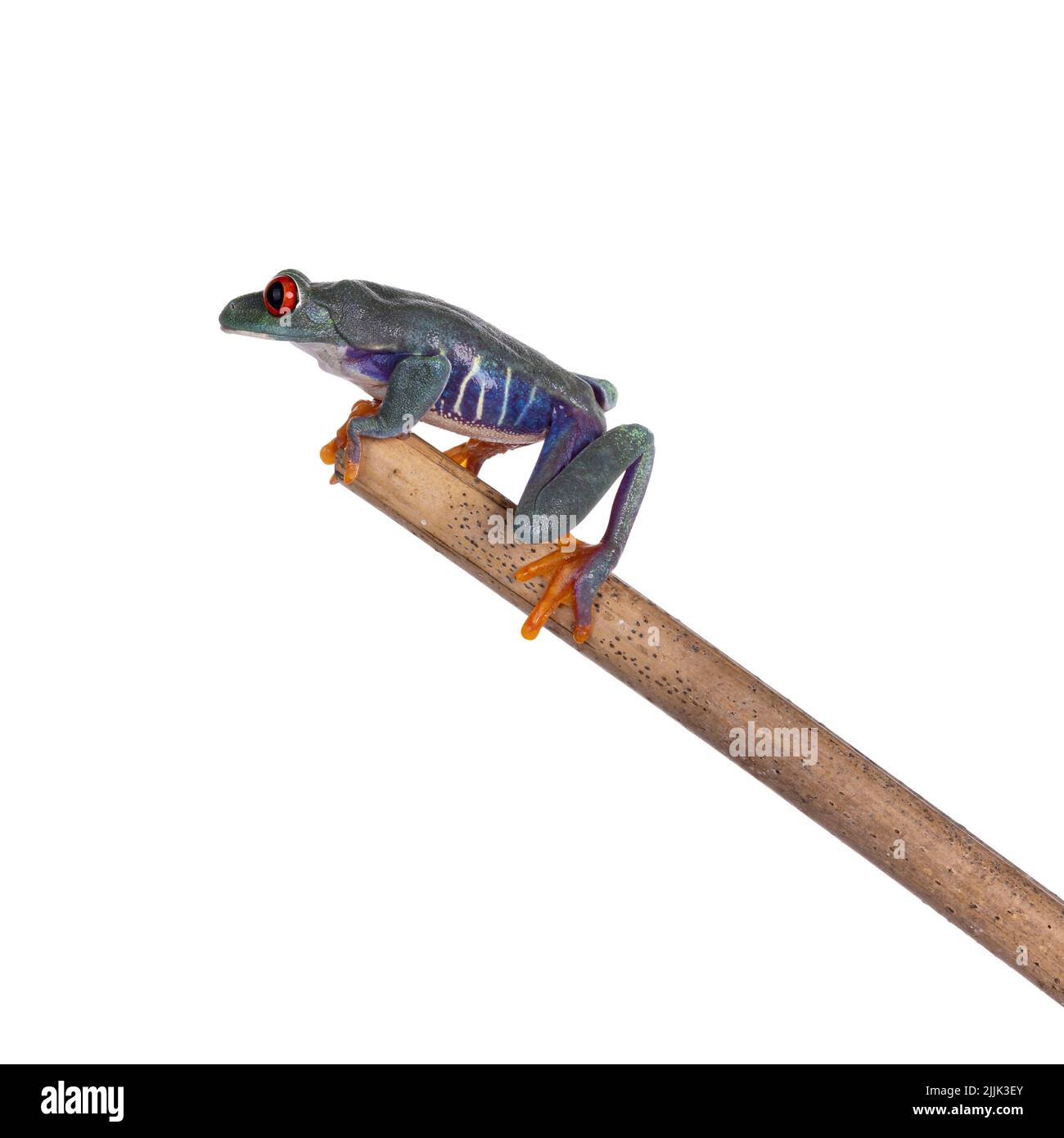 Blue Red-eyed tree frogs aka Agalychnis callidryas, standing side ways ...