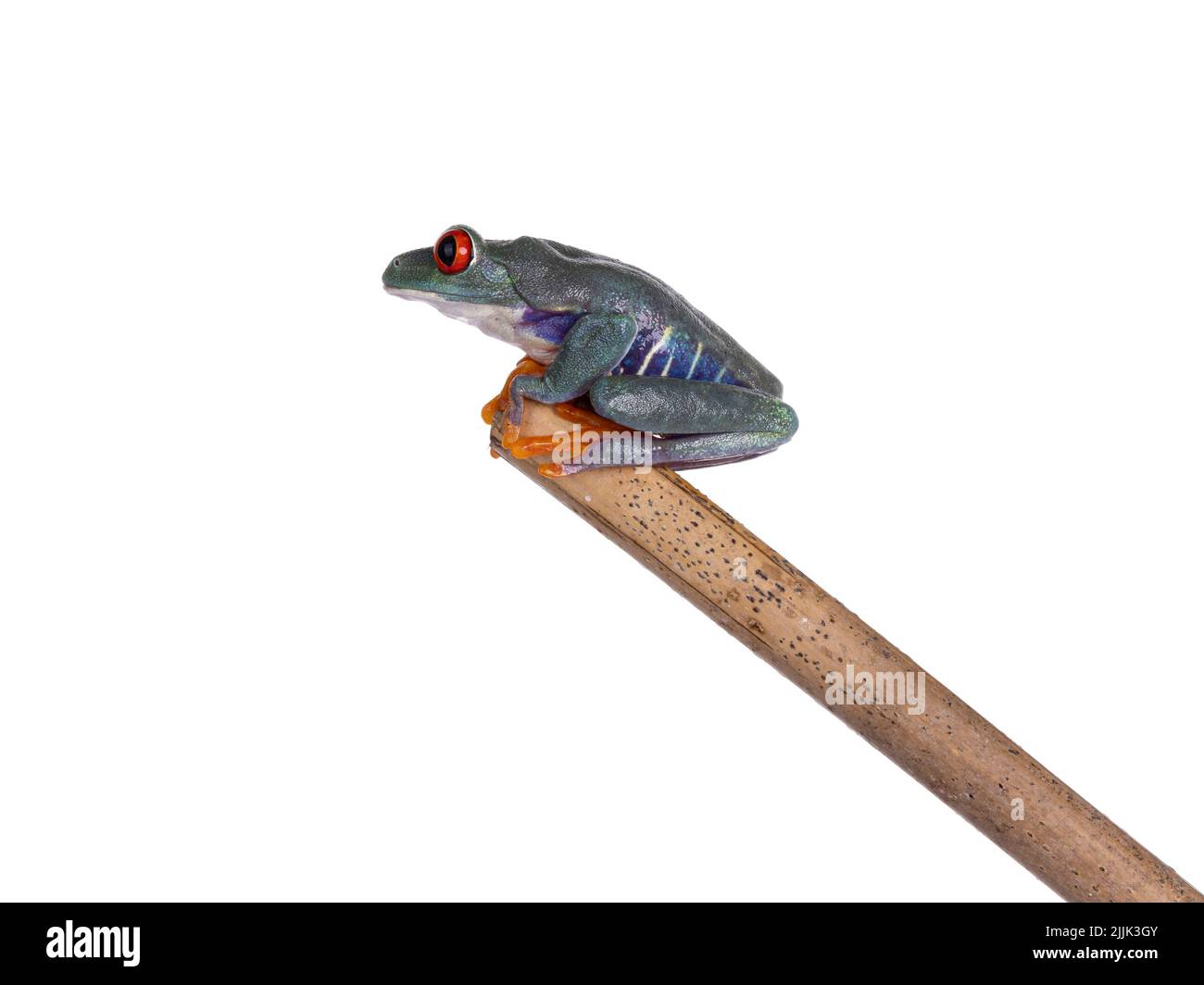 Blue Red-eyed tree frogs aka Agalychnis callidryas, sitting side ways ...