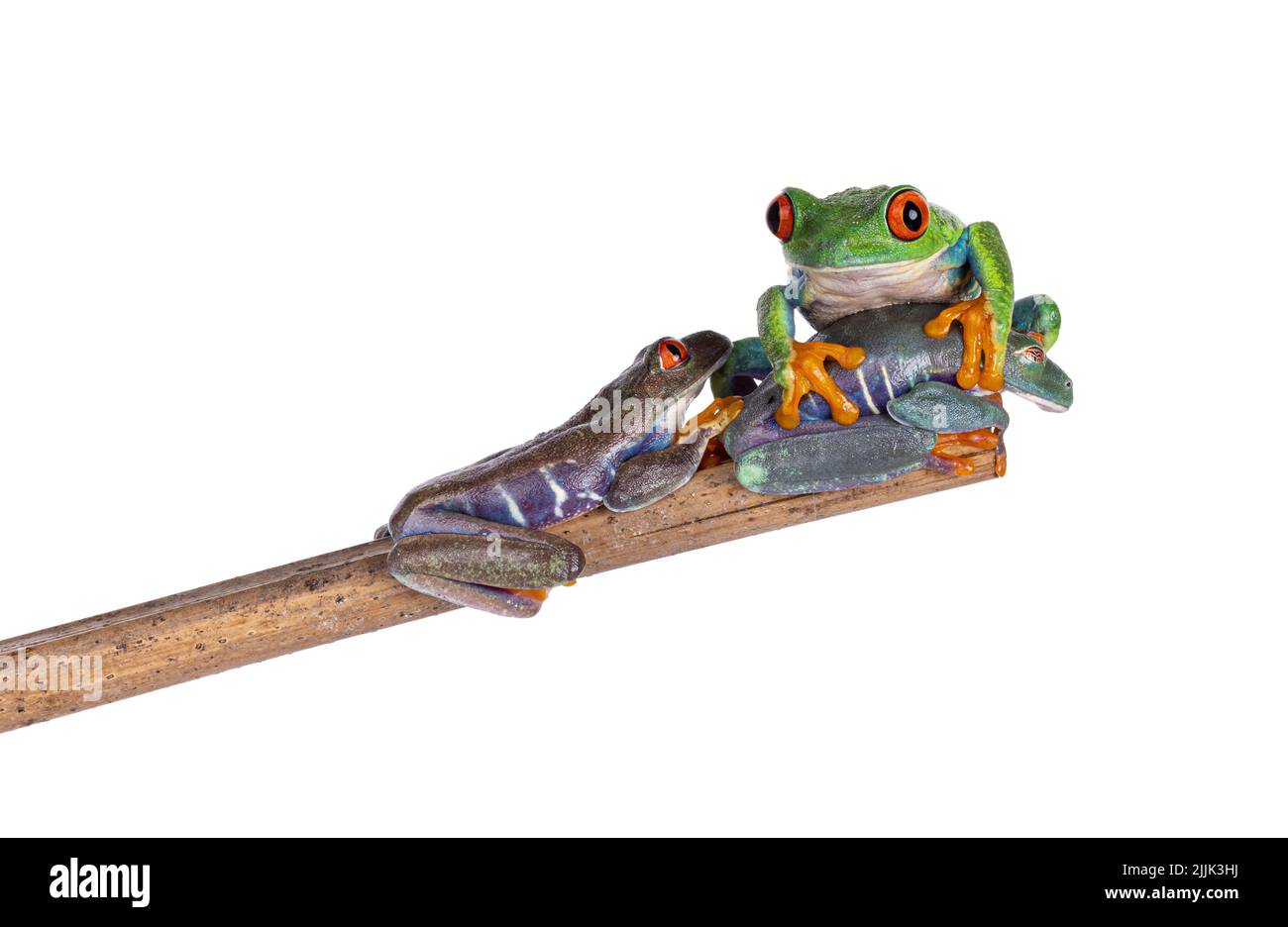 Cool frog chilling in nature hi-res stock photography and images - Alamy