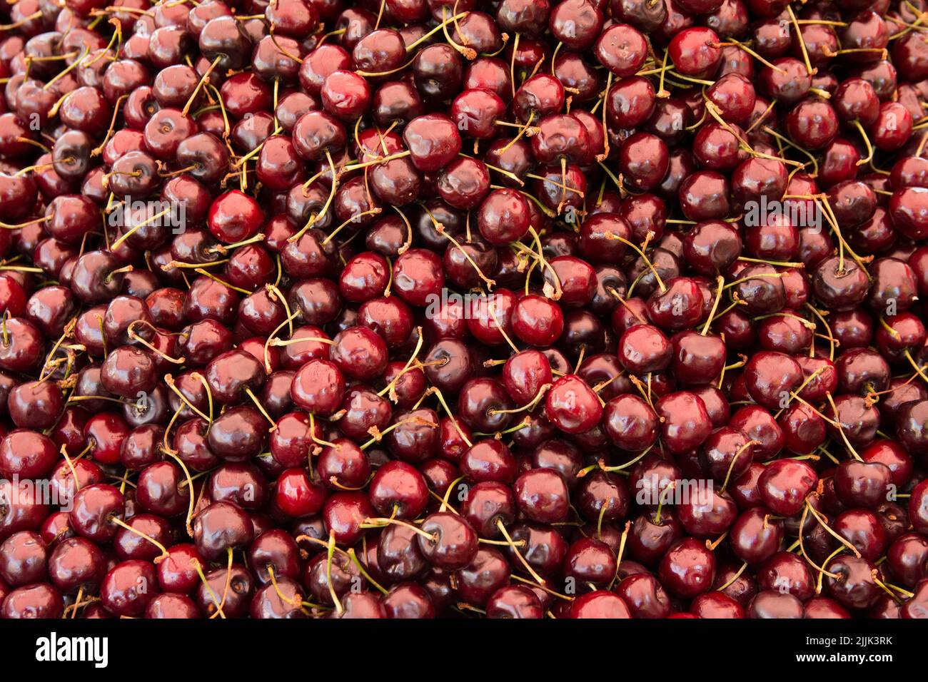 Close up of a pile of ripe cherries with stalks and no leaves. Big ...