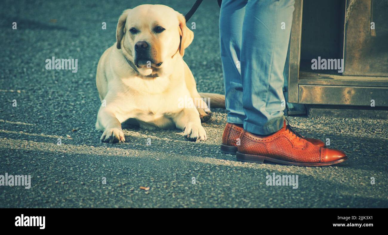 A view of the Labrador retriever dog and the legs of a man Stock Photo ...