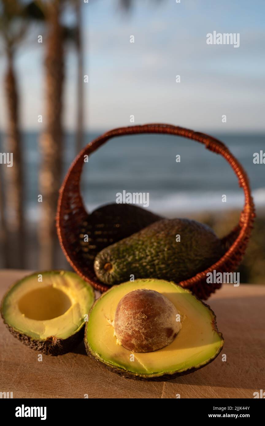 Cultivation of hass avocado fruits in Europe, new harvest of avocado in ...