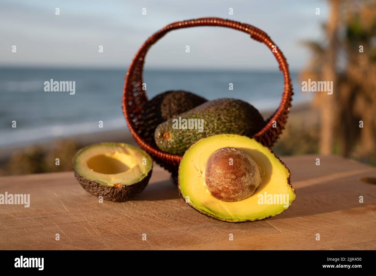 Cultivation of hass avocado fruits in Europe, new harvest of avocado in ...