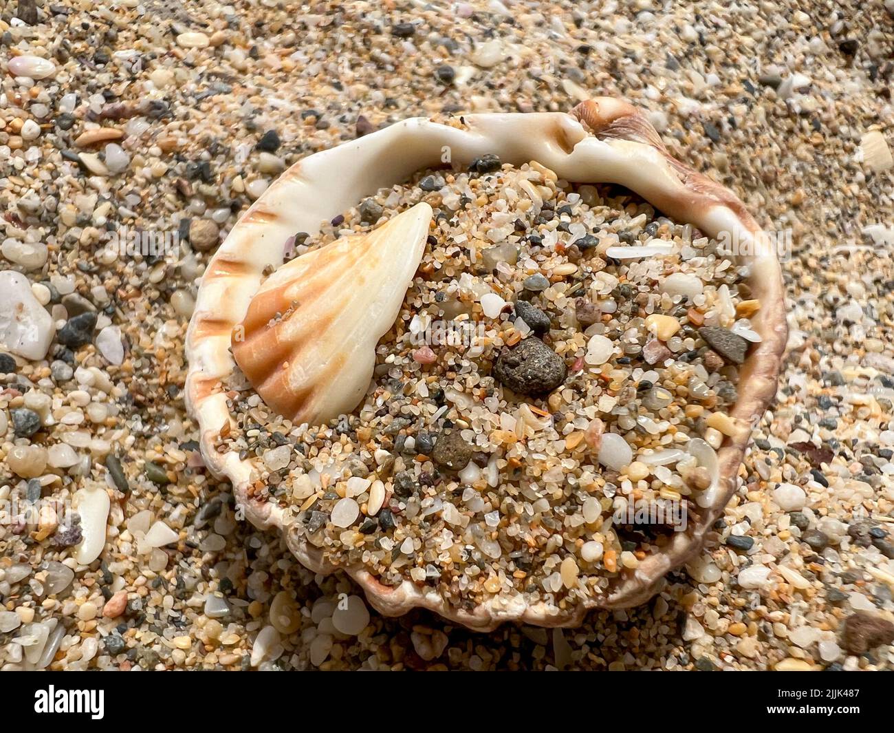 Seashell on a sandy beach in Morocco Stock Photo - Alamy