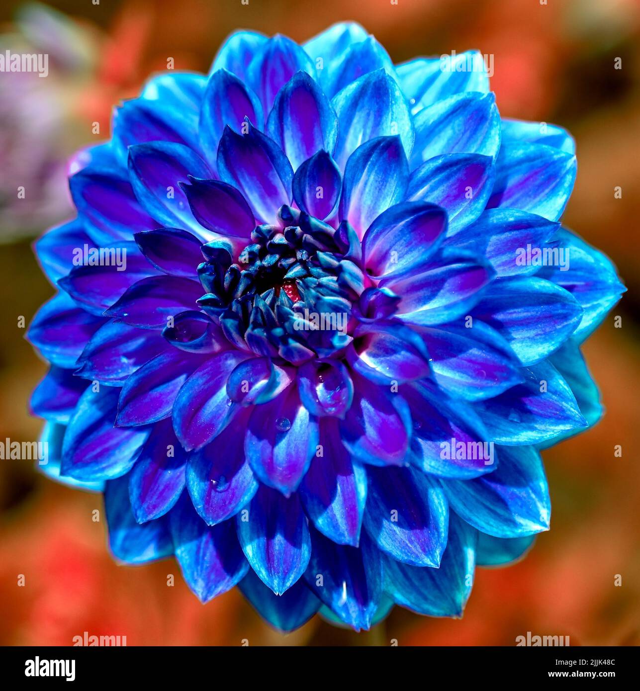 Emphasizing growth patterns hi-res stock photography and images - Alamy