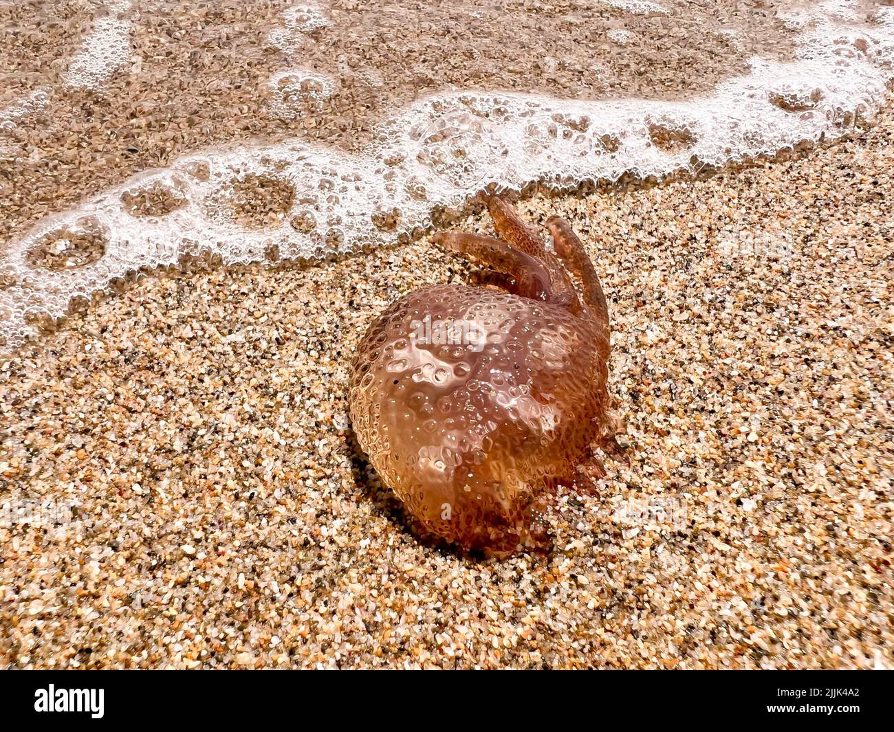 Brown Jellyfish On A Sandy Seashore Stock Photo Alamy