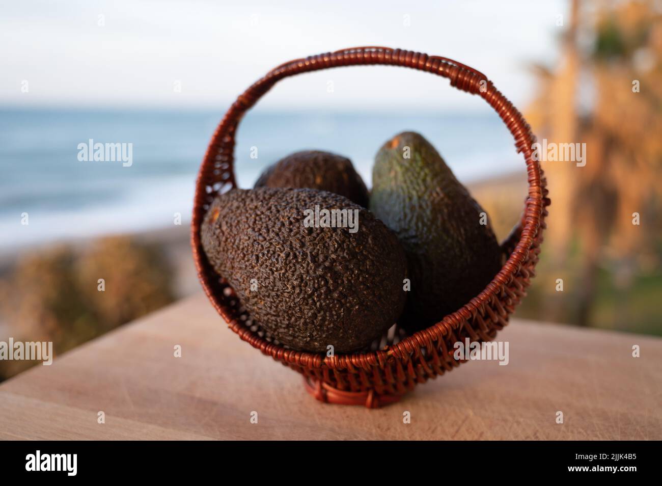 Cultivation of hass avocado fruits in Europe, new harvest of avocado in ...