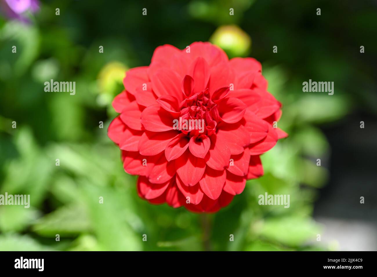 Red dahlia flowers close-up overhead photo. Dicotyledonous plants ...