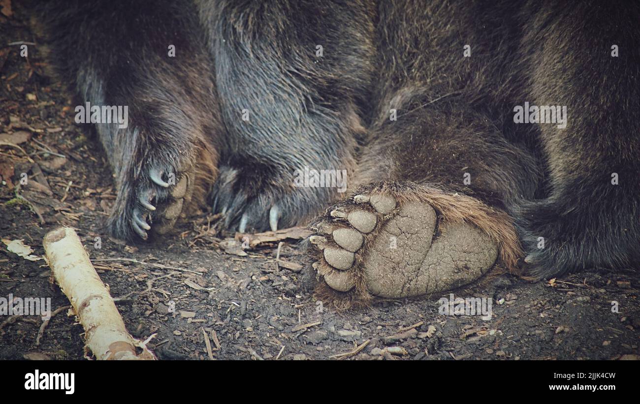 Closeup sleeping brown bear hi-res stock photography and images - Alamy