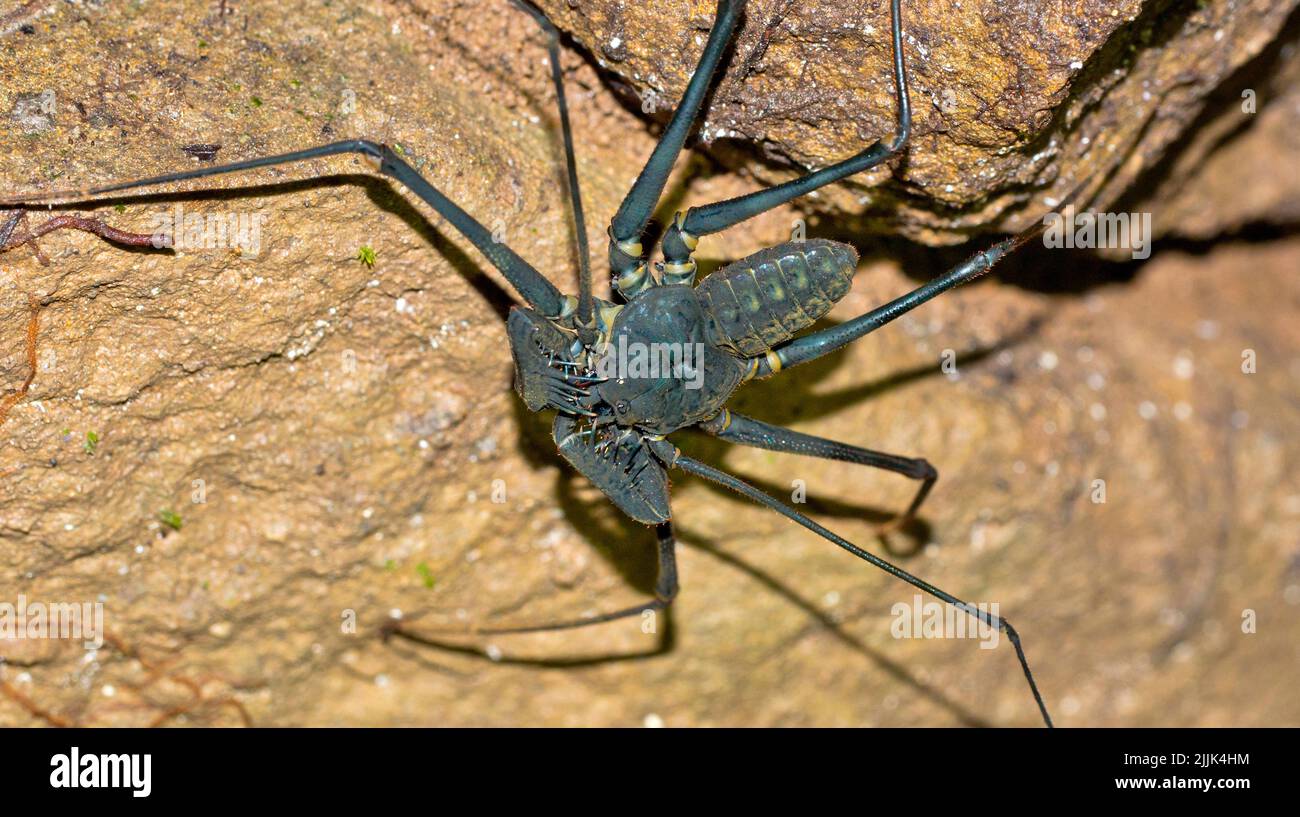 Whip spider, Tailess Whip Scorpion, Amblipigido, Paraphrynus laevifrons ...