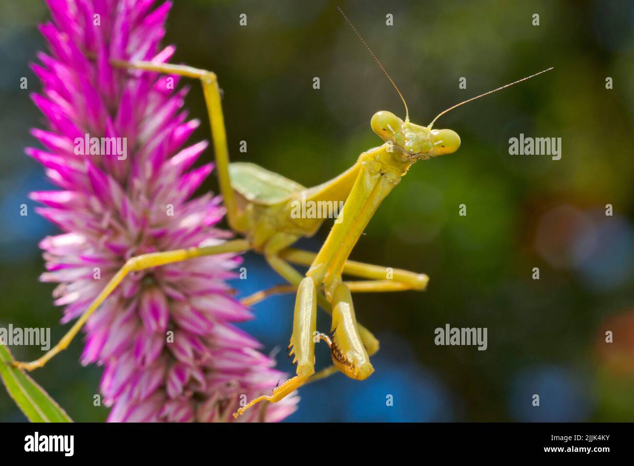 Praying Mantis, Tropical Rainforest, Costa Rica, Central America ...
