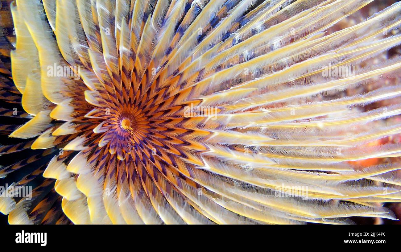 Deep sea polychaete worm hi-res stock photography and images - Alamy