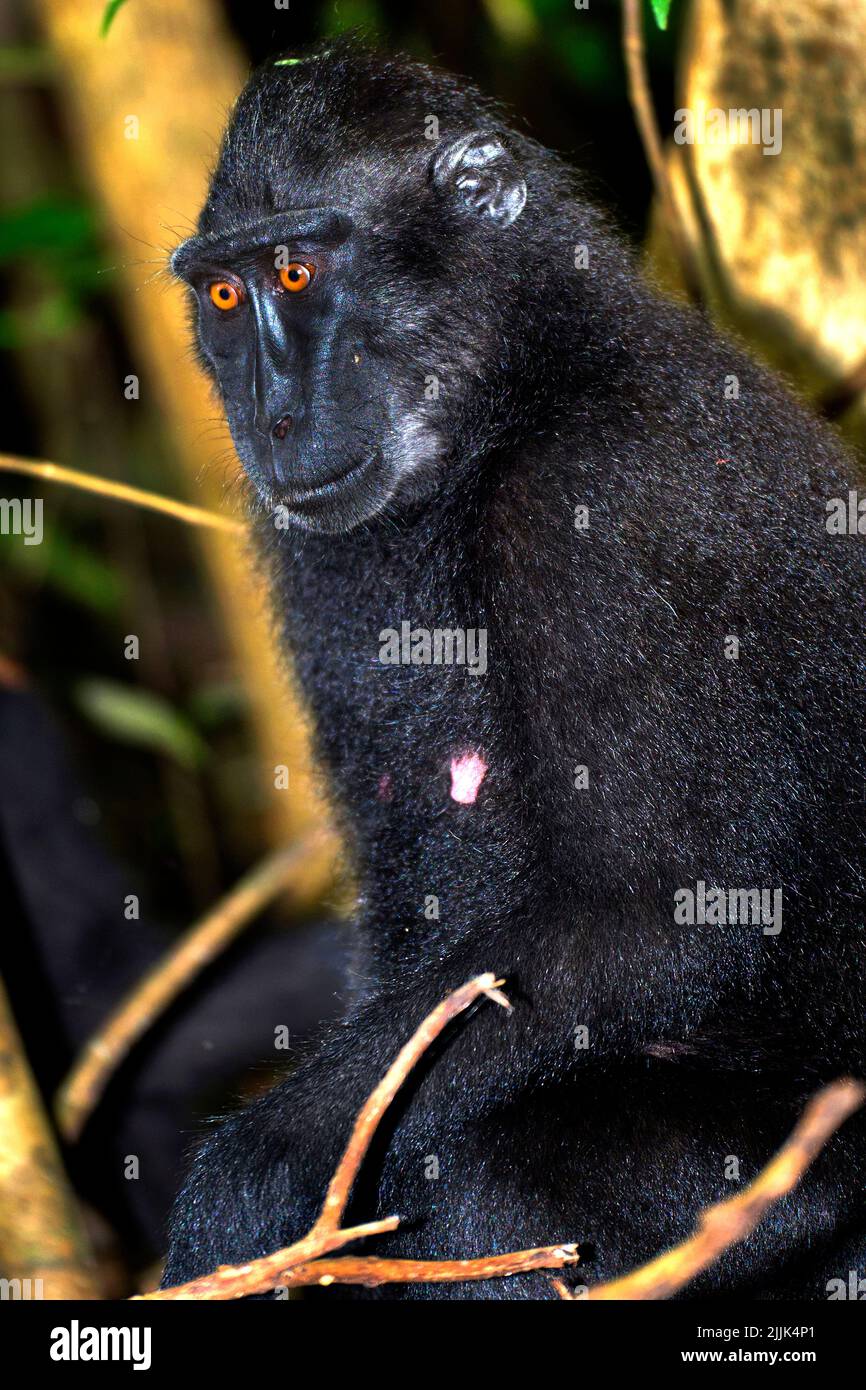 Macaque, Celebes Crested Macaque, Crested Black Macaque, Macaca nigra ...